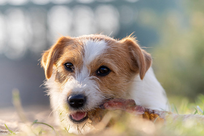 Ask a vet: best raw bones for dogs – Verm-X