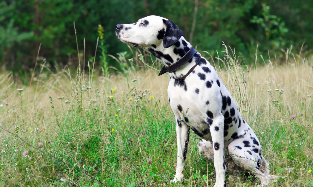 How do purines affect dogs? – Verm-X