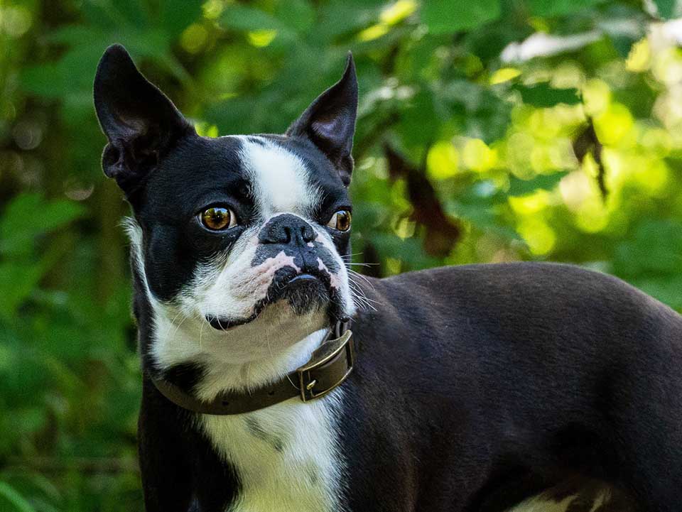 Meet Verm-X Ambassador Reggie