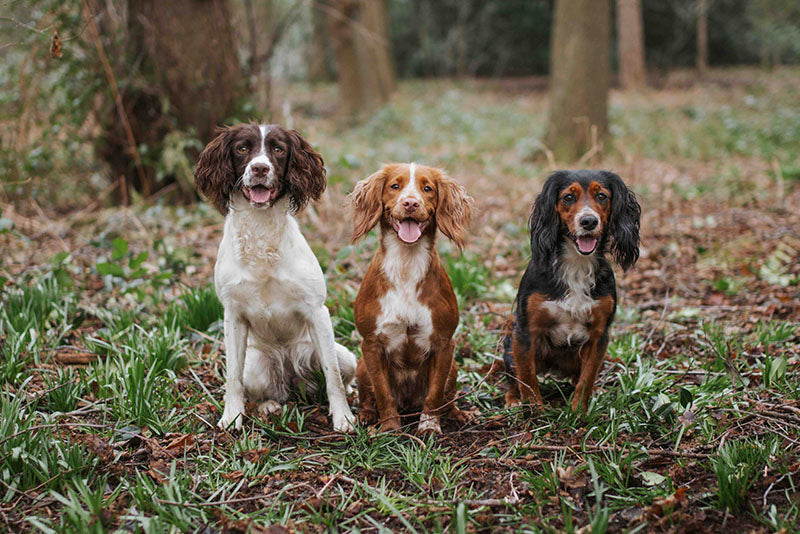 Meet Verm-X Ambassadors Lady, Ginger & River