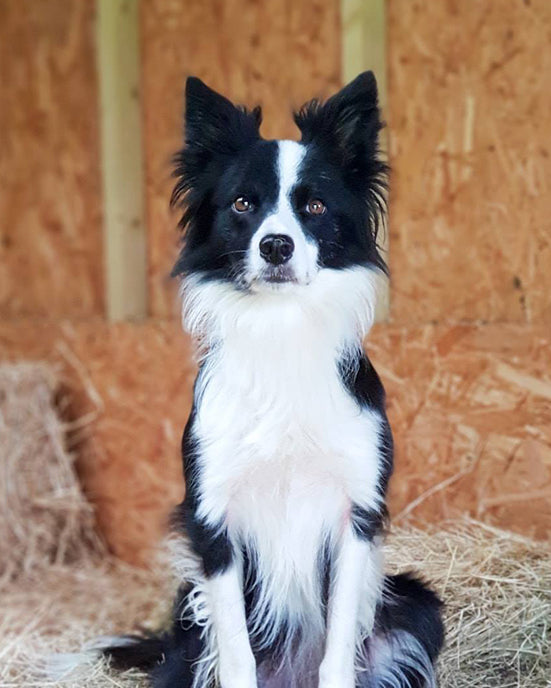 Award-winning dog agility tips – Verm-X