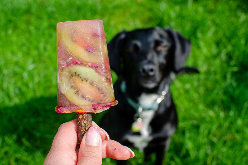 Recipe: healthy popsicles for dogs – Verm-X